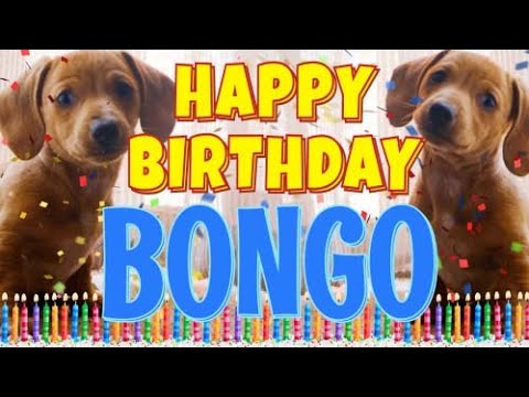 Happy Birthday Bongo! ( Funny Talking Dogs ) What Is Free On My ...
