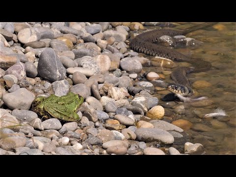 Very large grass snake meets large frog / Sehr grosse Ringelnatter trifft auf grossen Frosch
