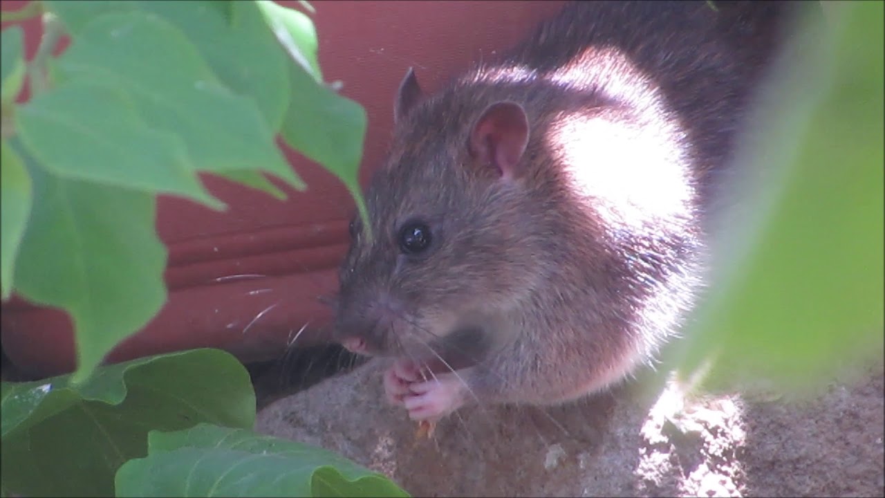Brown rat - Rattus norvegicus (Berkenhout, 1769) - Κοινός καστανός ...