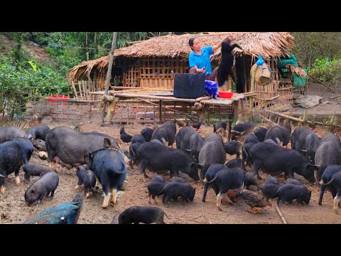 Manual pig castration process of mountain people, wild pigs, and black pigs