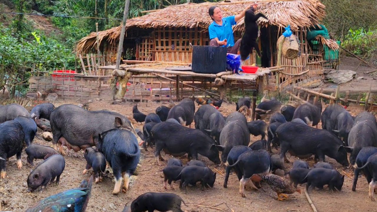 Manual pig castration process of mountain people, wild pigs, and black ...