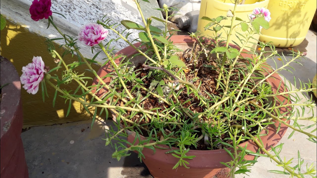 Portuluca flower clip (laxman buti) - YouTube