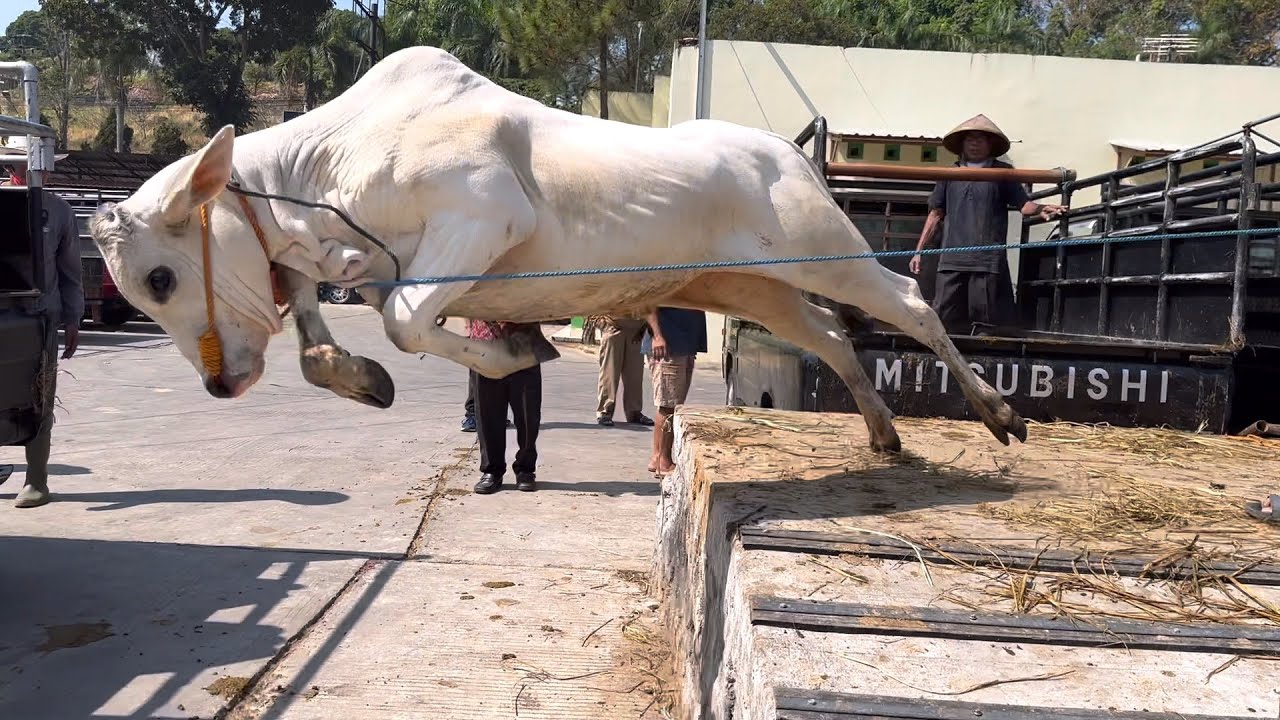 SAPI BOCIL NGAMUK BIKIN GEGER PASAR‼️🔥 - YouTube