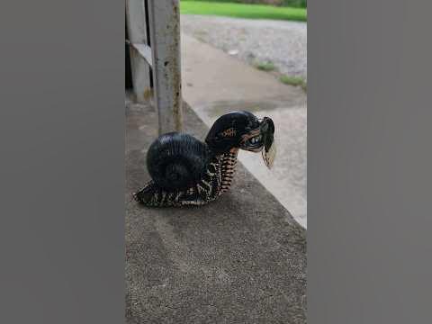 Xenomorph Snail in its natural habitat consuming a live Cicada caught on camera - YouTube