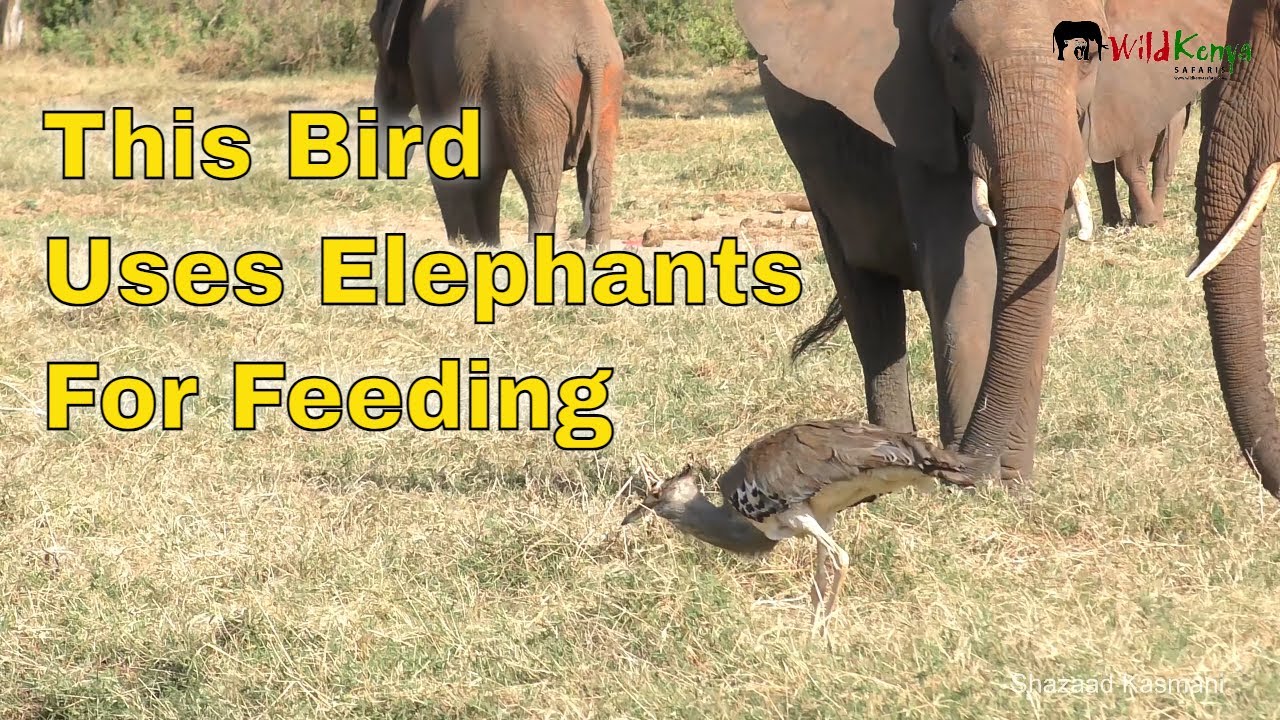 Smart Bird Uses Elephants For Feeding - YouTube