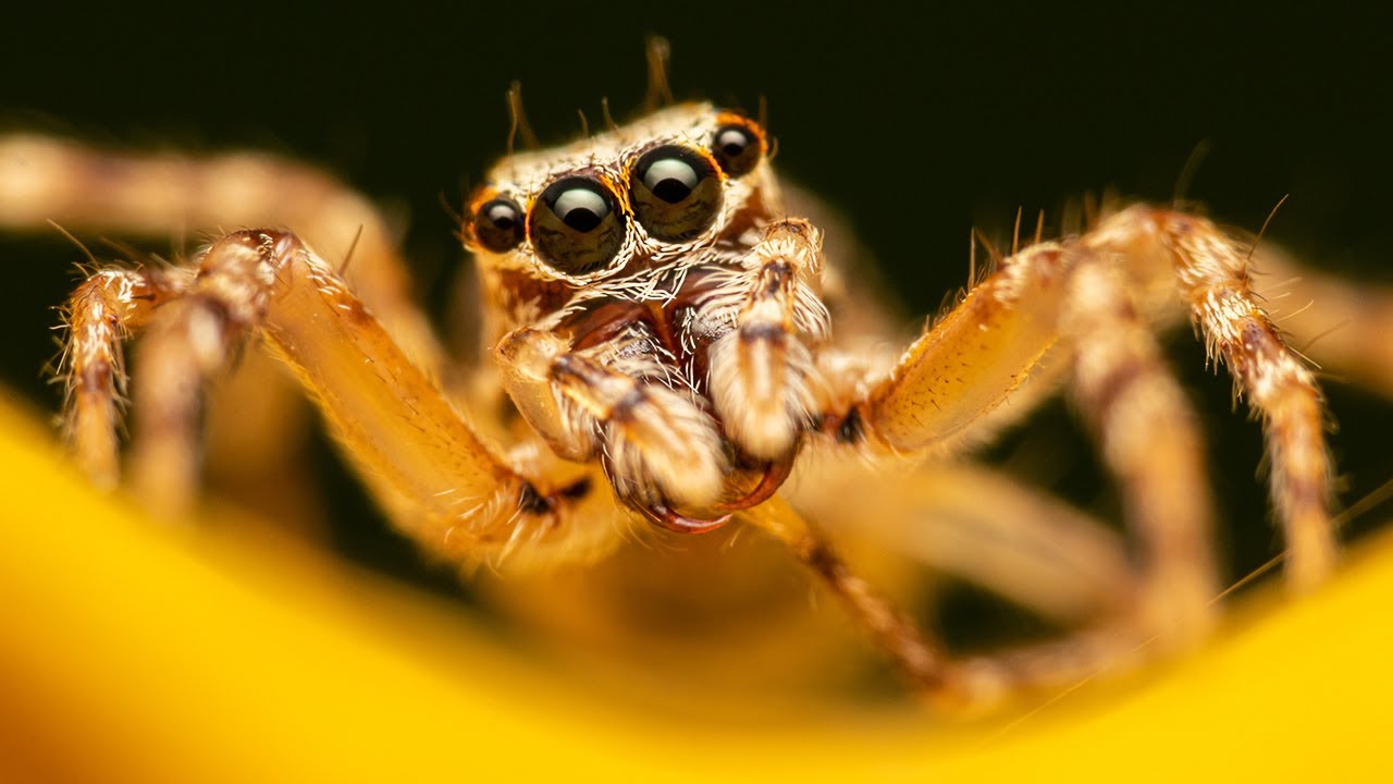 Raynox DCR 250+Nisi 58mm: Extreme Macros of Bronze Hopper Jumping ...