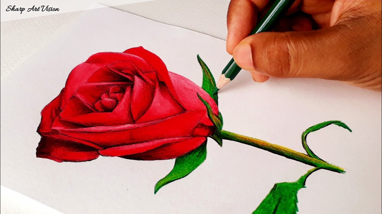 How to draw a Rose for Beginners || Pencil Colour Drawing - Of Easy ...