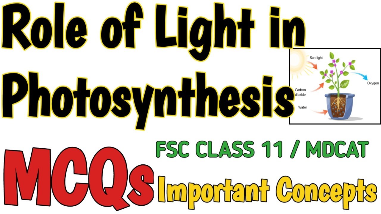 ROLE OF LIGHT IN PHOTOSYNTHESIS | MCQS | BIOENERGETICS | BIOLOGY 11 and ...