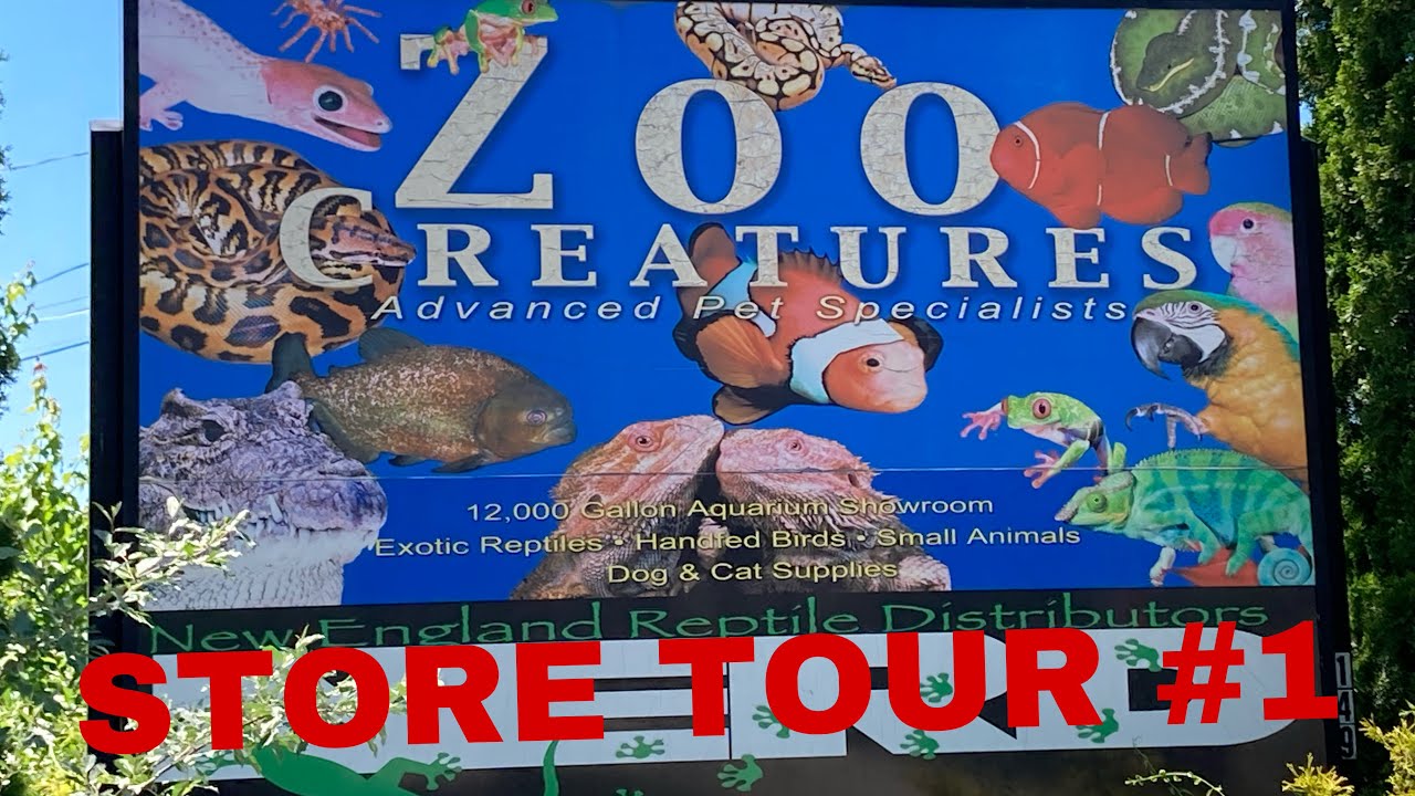 FIRST FISH STORE TOUR! ZOO CREATURES! PLAISTOW NH - YouTube