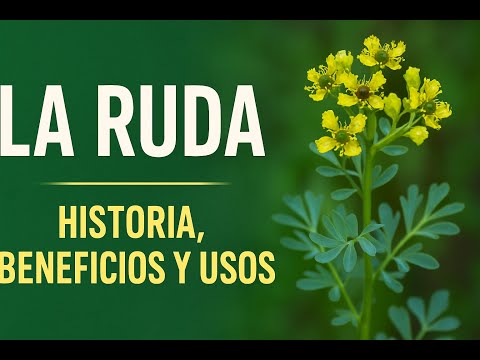 Ruda: Historia, Usos y Beneficios de esta Planta Mágica 🌿 Rue Plant Secrets & Healing Uses