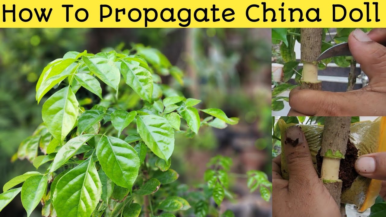 How To Propagate China Doll Plant👌Radermachera Sinica Propagation👌 ...