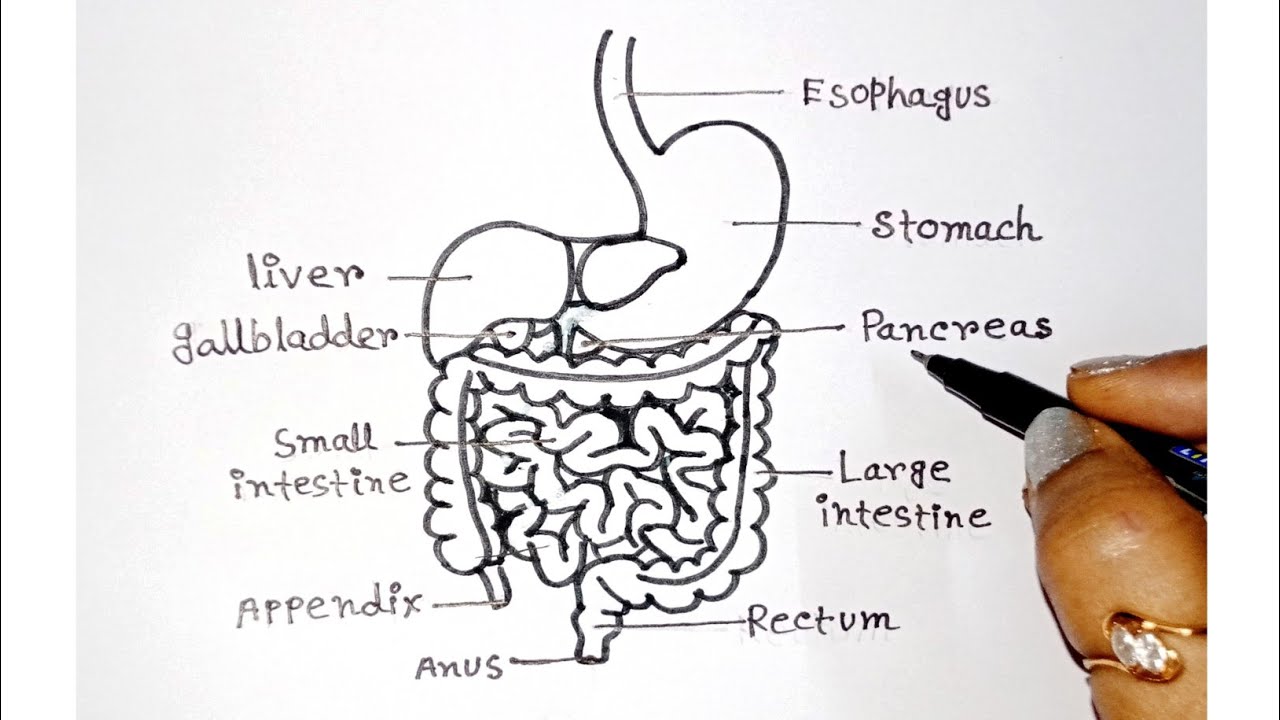Human Digestive system diagram step by step / मानव पाचन तंत्र का चित्र ...