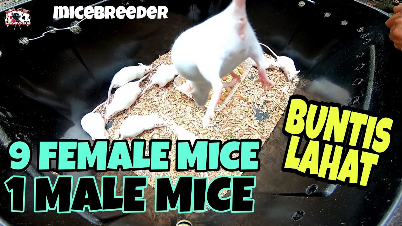 MICE BREEDING 9 FEMALE 1 MALE SOLID - YouTube