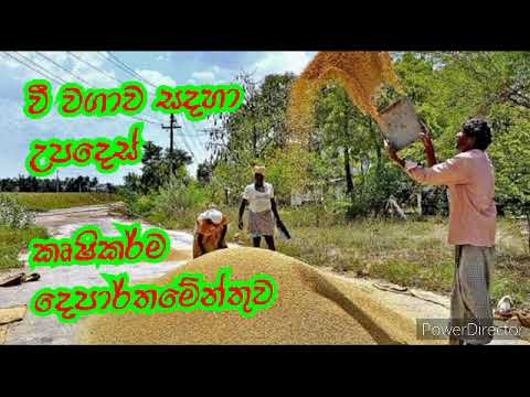 වී වගාව සදහා උපදෙස් | vee wagawa | paddy cultivate in sri lanka | vi ...