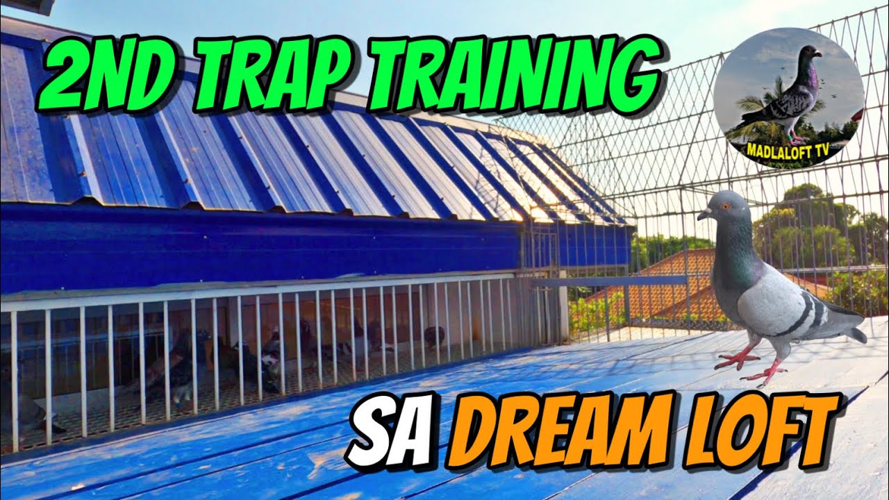 DALAWANG TRAP DOOR BASIC SA KALAPATI NATIN SA MADLA LOFT TV DREAM LOFT ...