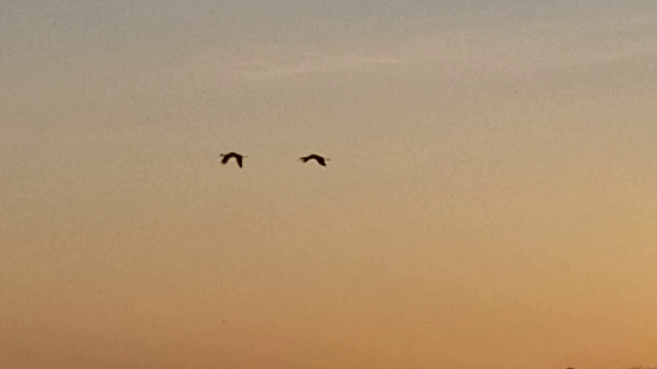 Beautiful sunset, Trumpeter Swan in the background. - YouTube