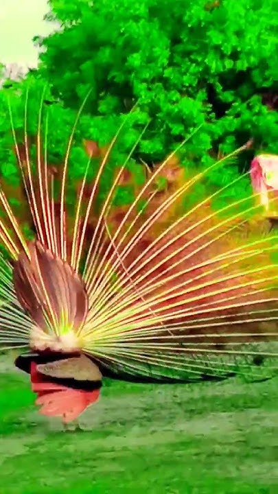 Beautiful Viralvideo Youtubeshorts Peacock Dance Trending ๐ฆ๐ฆ๐ฆ๐ฆ๐ฆ๐ฆ Youtube