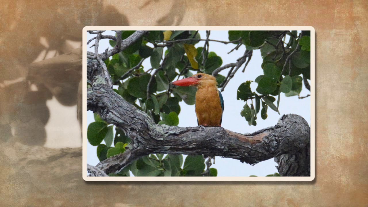 Birds in the Palawan 2018 - YouTube