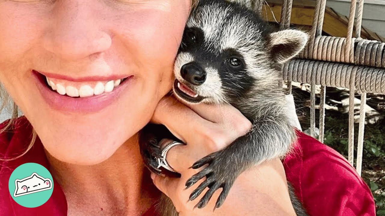 5 Day Old Raccoon Needed A Mama. This Lady Became One | Cuddle Buddies ...