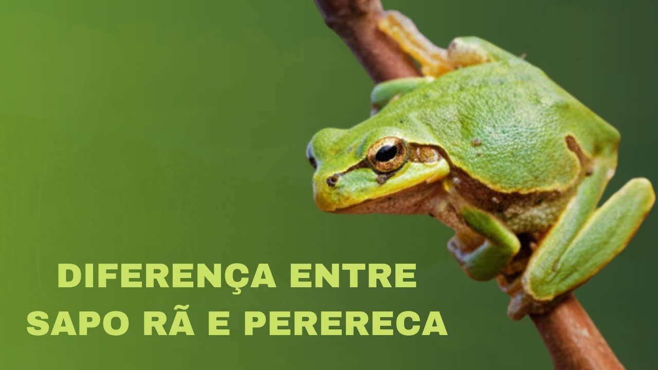 Diferença de SAPO, RÃ e PEREREECA. - YouTube