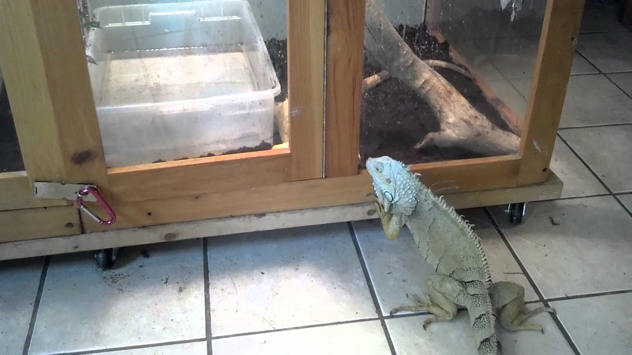 Male iguana alpha behavior - YouTube