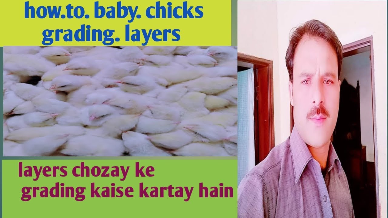 HOW TO BABY CHICKS,🐣GRADING LAYERS.🐣....... layers chozay 🐣ki grading ...