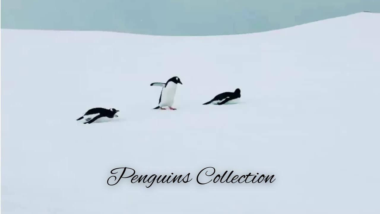 Funny and Cute Penguin Video Compilation With Relaxing Music - YouTube