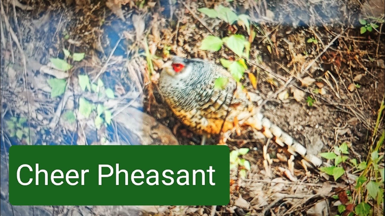 Cheer Pheasant - Live from the Field - Wait for full Video - YouTube