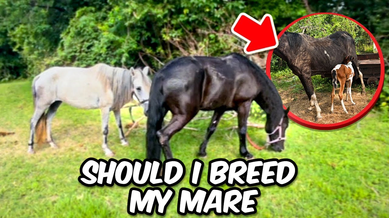 IM GOING TO BREED MY MARES😅 *HALO IS READY😭* - YouTube