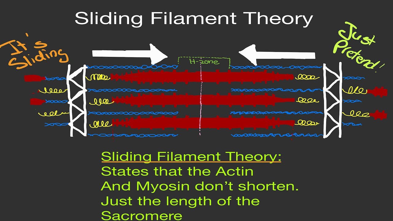 Physiology: Sliding Filament Theory (Made Simple!) (Skeletal Muscle ...