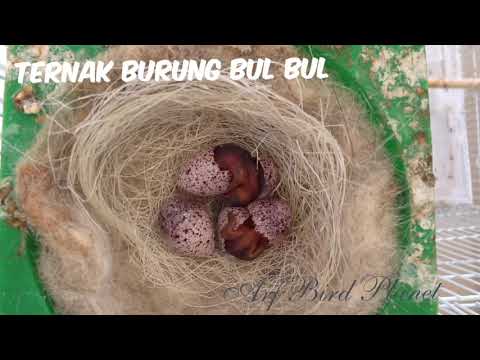BREEDING Burung Bul Bul di Kandang Kecil