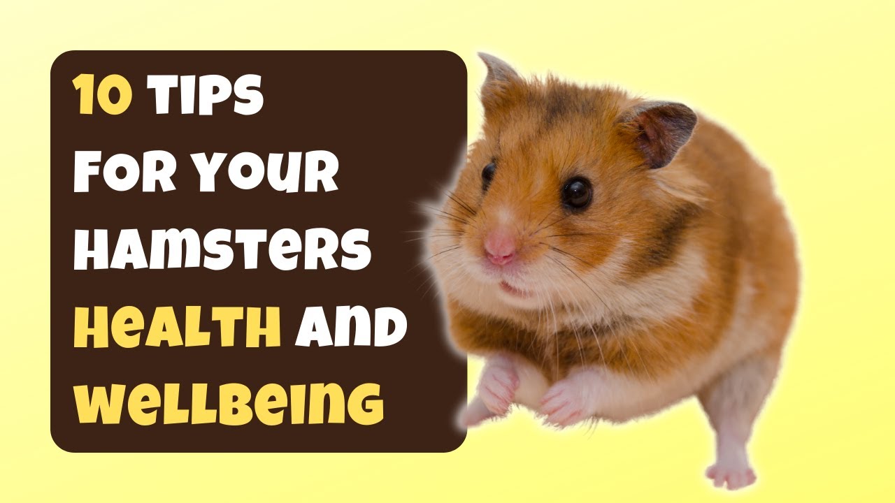 10 Tips For Your Hamsters Health and Wellness - YouTube