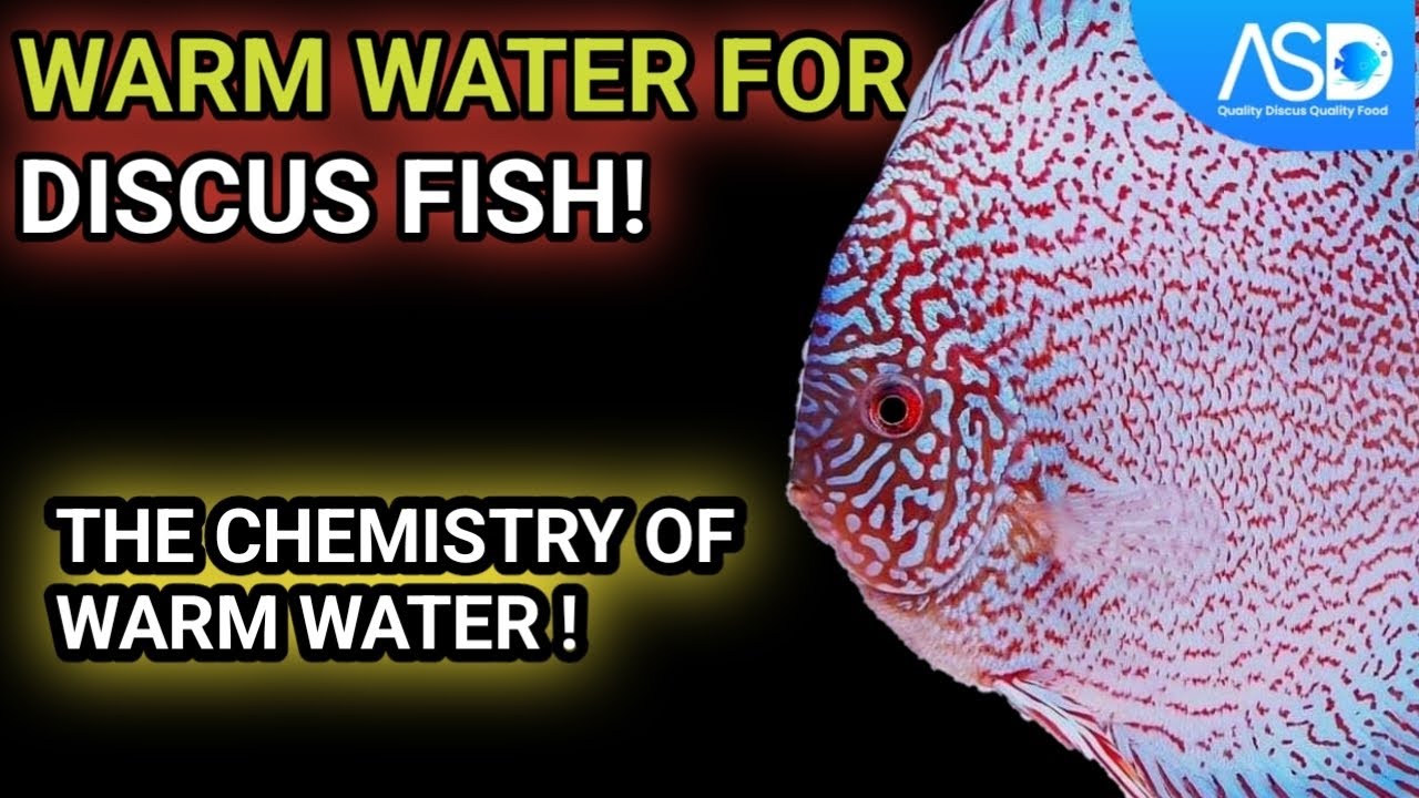 WARM WATER FOR DISCUS FISH @ASDDISCUSVLOGS 💯 - YouTube