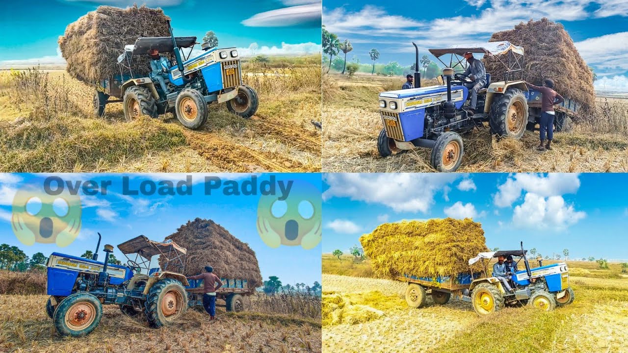 Over Load Paddy Loading In Tractor Swaraj 834 XM 😱 #tractor - YouTube