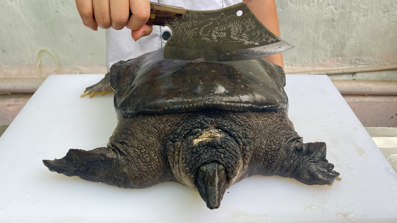 best freshwater turtle recipe. turtle stewed with Chinese herbs // Vn ...