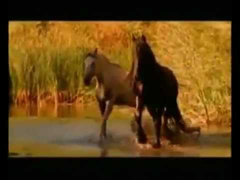 shahin qemli Любовь и разлука.