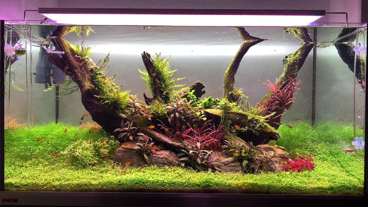 10 minutes relaxing aquascape view with Ember tetras - YouTube