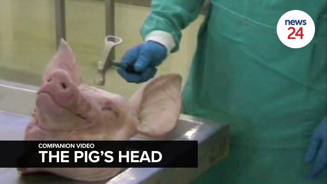 BONUS FEATURE | The Inge Lotz Story: A Miscarriage of Justice - The pig ...