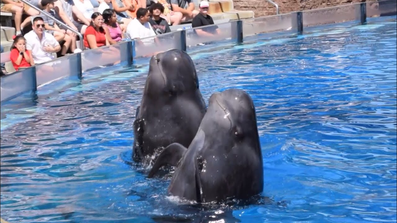 Dolphin Adventures show with Pilot Whales at SeaWorld San Diego June 14 ...