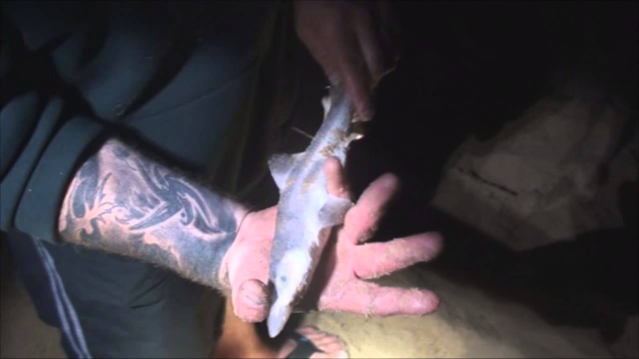 Oz Fish TV - Surf Fishing Golden Beach (Part 1) - YouTube