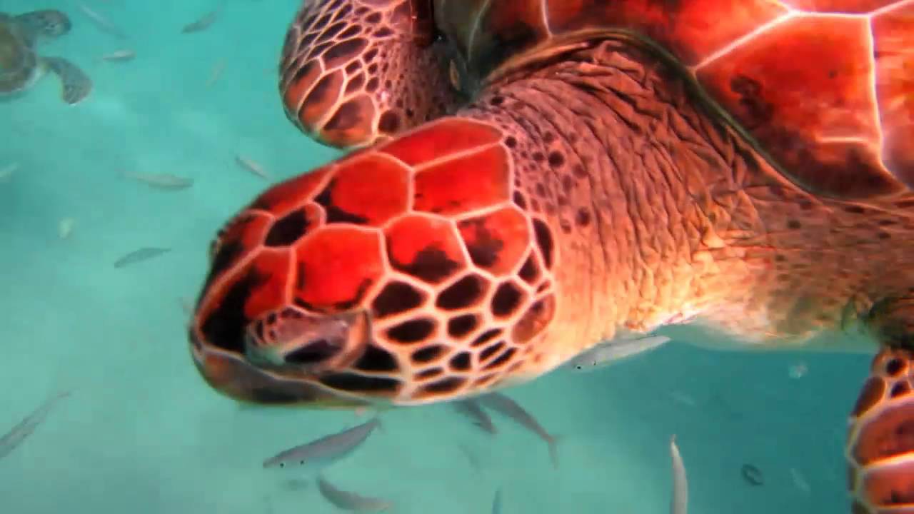 Turtles at Playa Grandi, Curacao - YouTube
