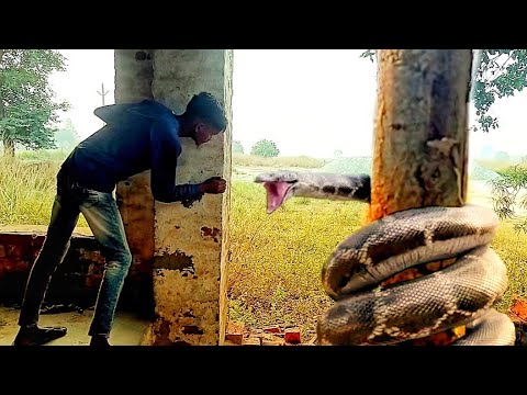 Anaconda Snake Attack on village boy in forest, Anaconda Attack on boy ...