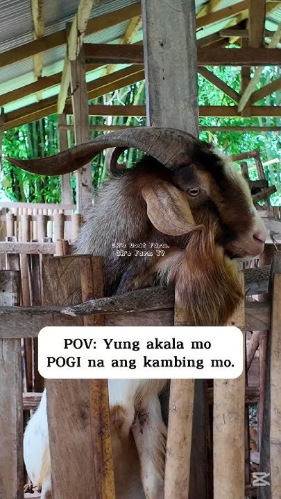 POV: Yung akala mo POGI na ang kambing mo. 🐐 - YouTube