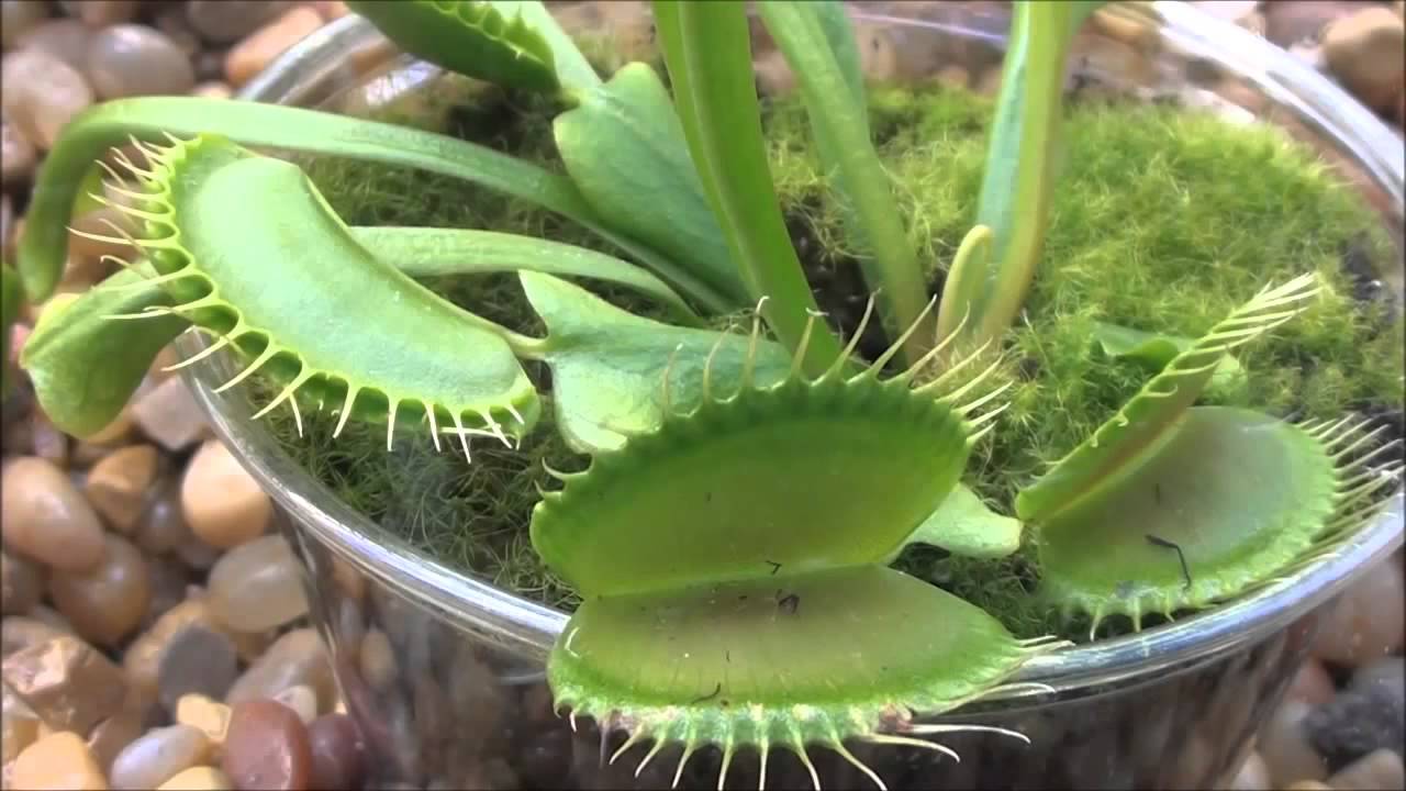 Venus Flytrap (time lapse).wmv - YouTube