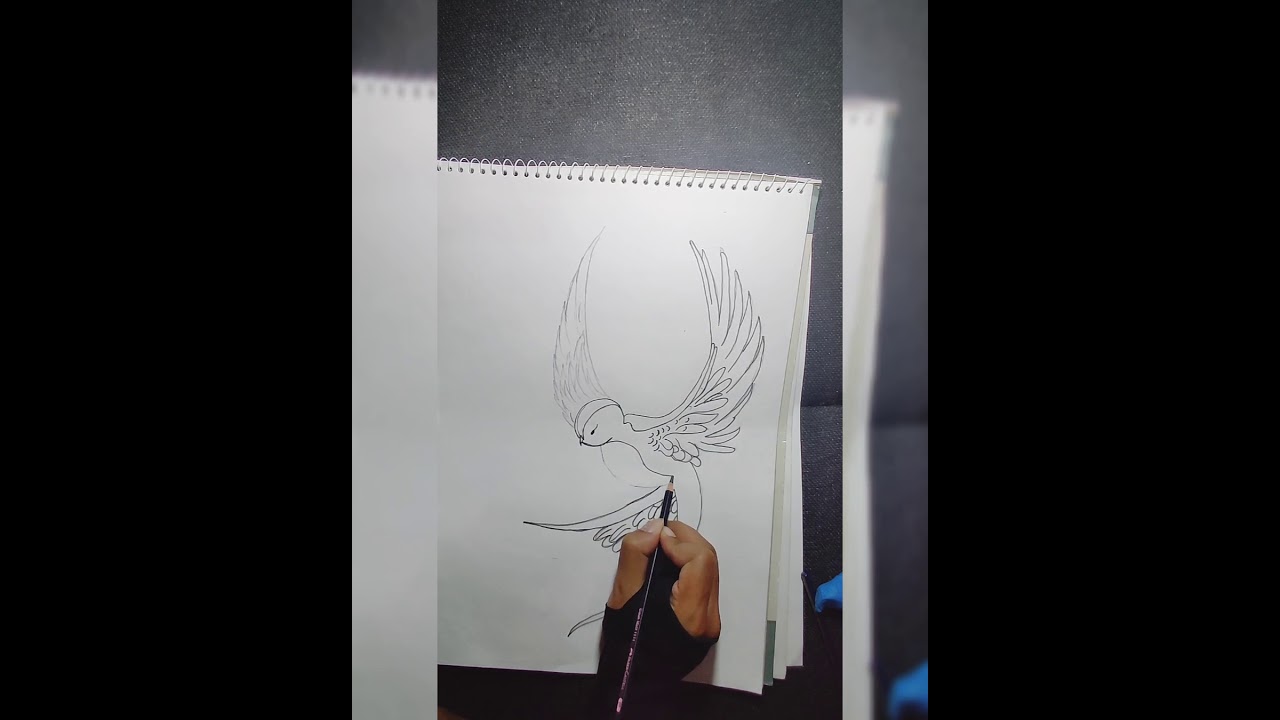 How to Bird Sketch/ Speed drawing/ Easy Sketch/ for begginers - YouTube