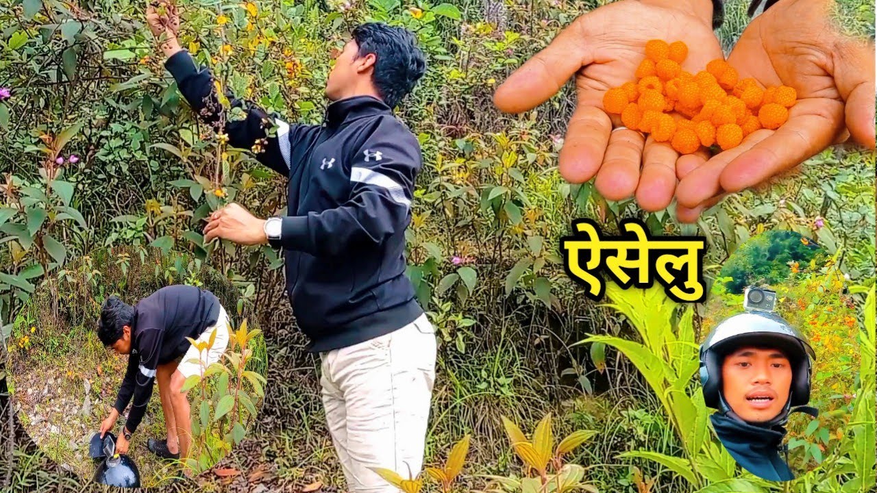 Yellow Himalayan raspberry || Aiselu || ऐसेलु vlog || @samirjung1534 ...