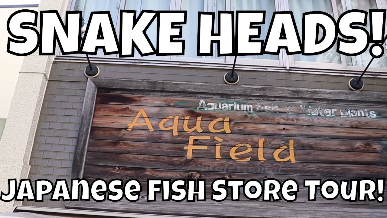 SNAKEHEAD Japanese Fish Store Tour - YouTube
