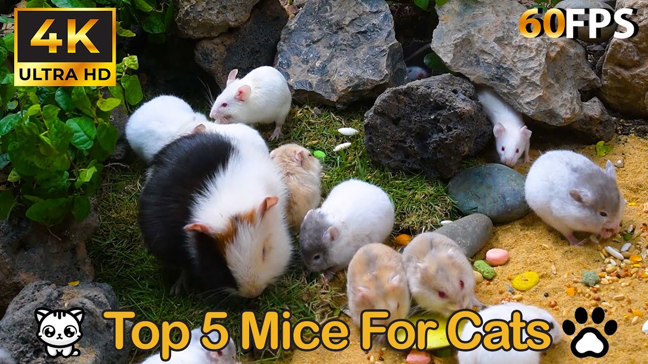 Top 5 Active Mice For Cats 😻: Mice Jumping Into Mischief 🐾💥 - YouTube