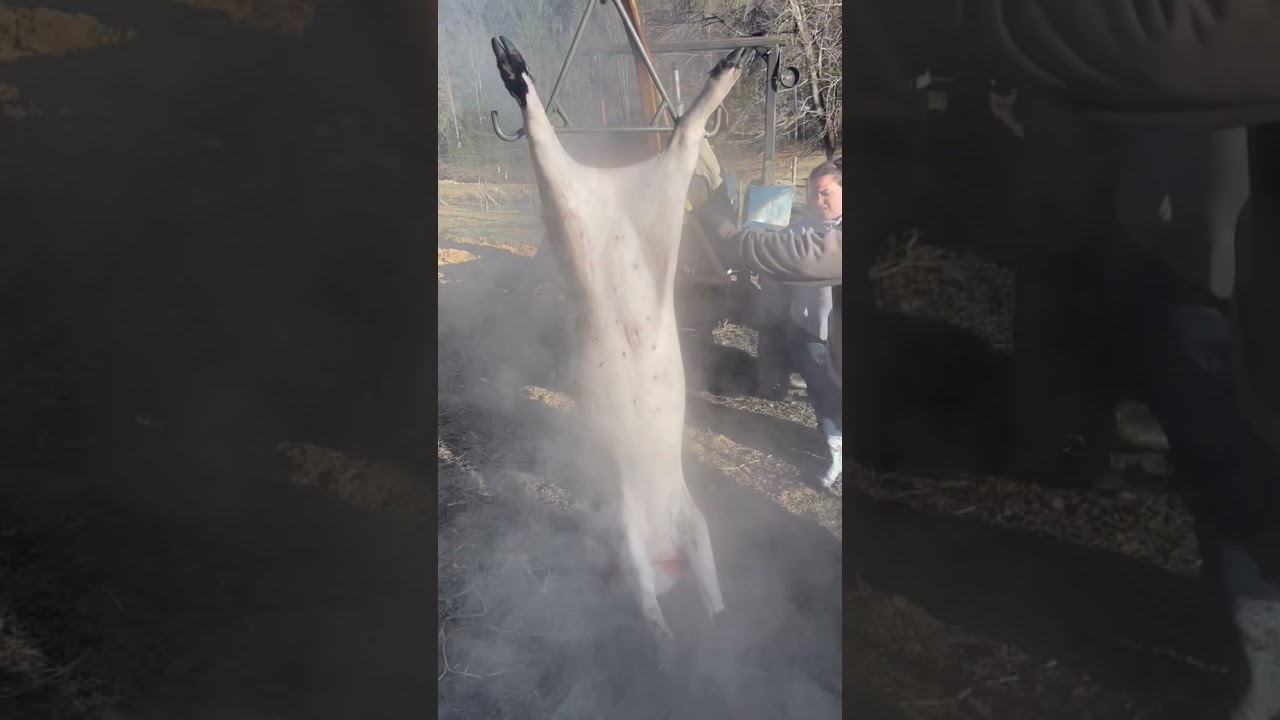 Old fashioned hog killing - YouTube