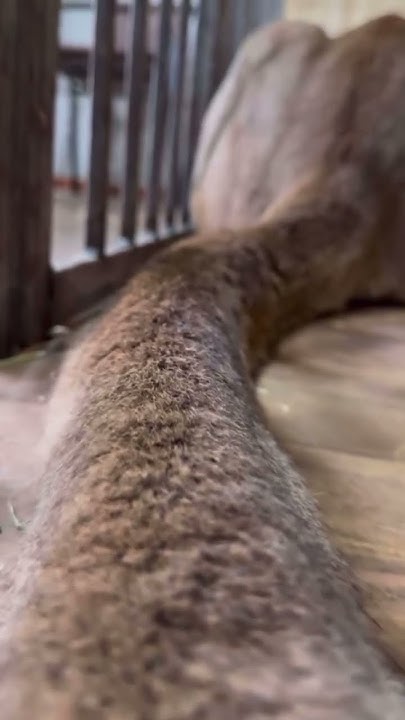 The most beautiful cougar #cat #puma #braige #animals #bigcat - YouTube